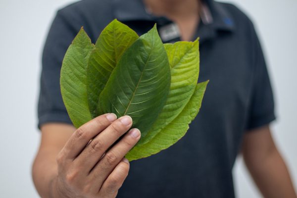 Kratom & Indonesian Economy: Rainforest Protection Kratom & Indonesian Economy: Rainforest Protection